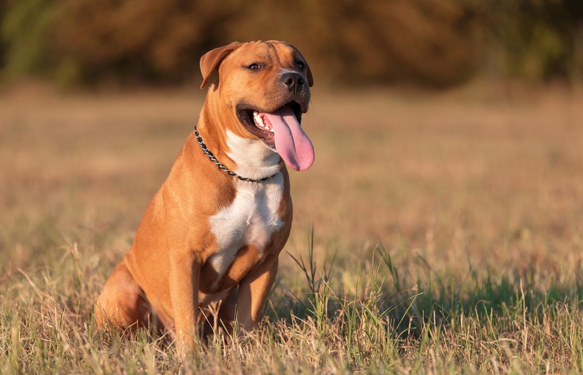 À propos des animaux | Essey-lès-Nancy